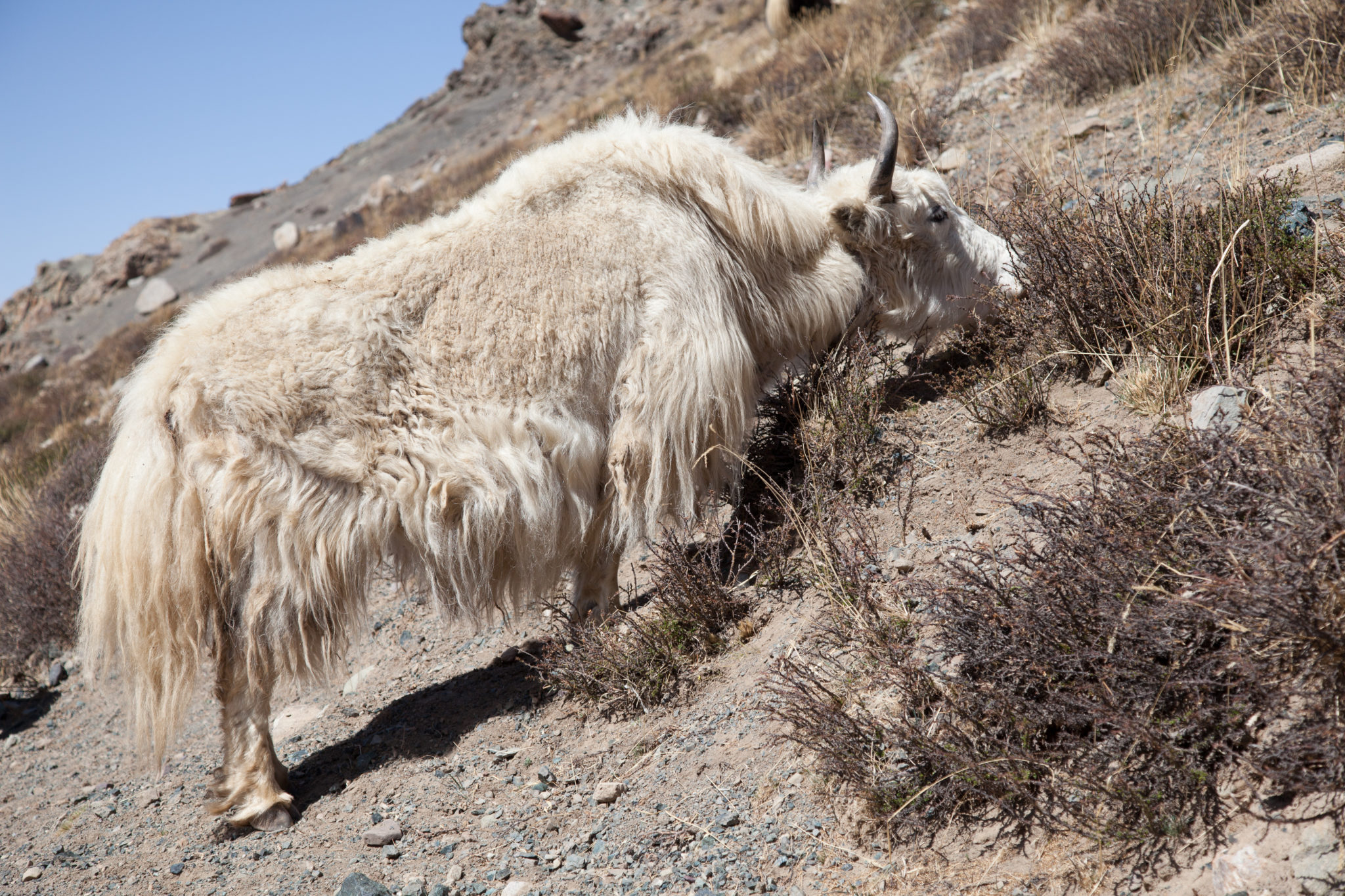 Five Animals on the Tibetan Plateau - Elevated Trips