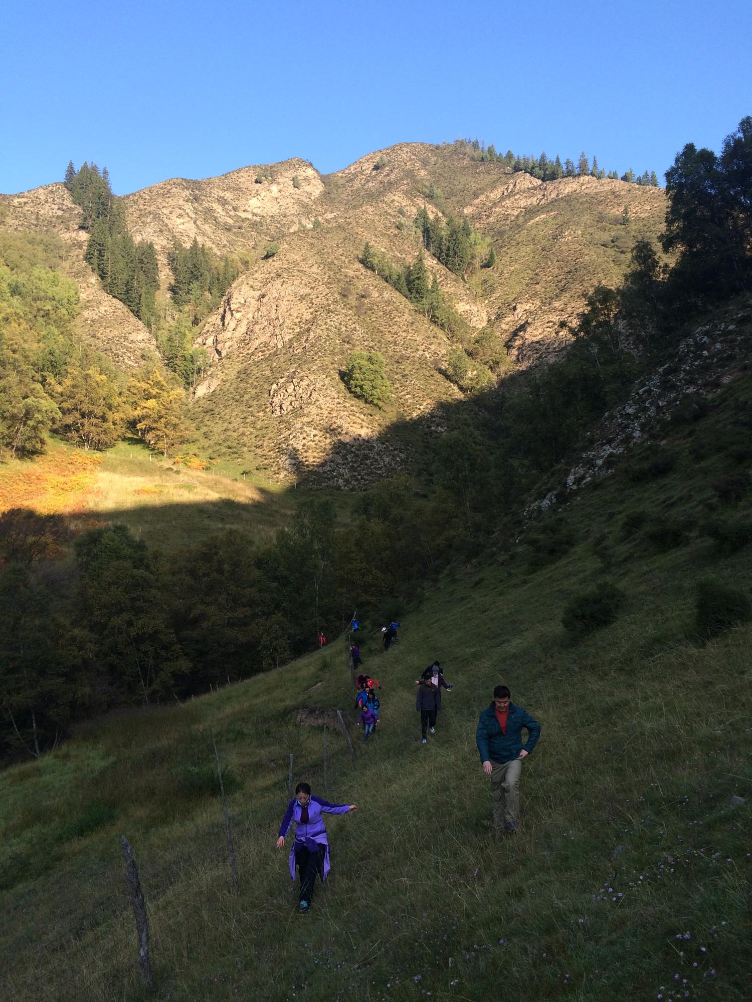 Niko - Elevated Trips