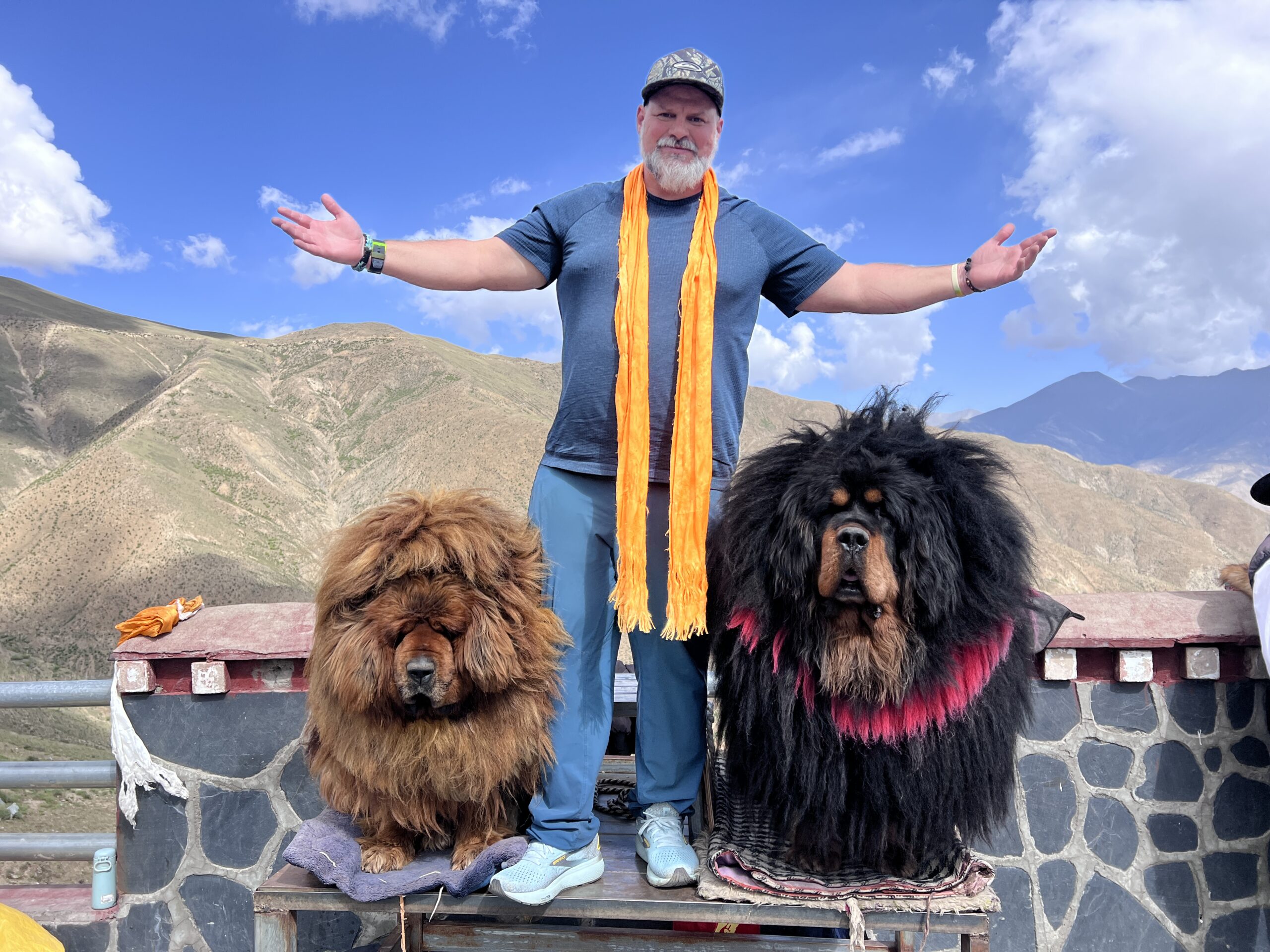 Tibetan Mastiffs: the biggest dogs in the world! - Elevated Trips