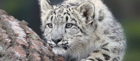 Five Animals on the Tibetan Plateau - Elevated Trips