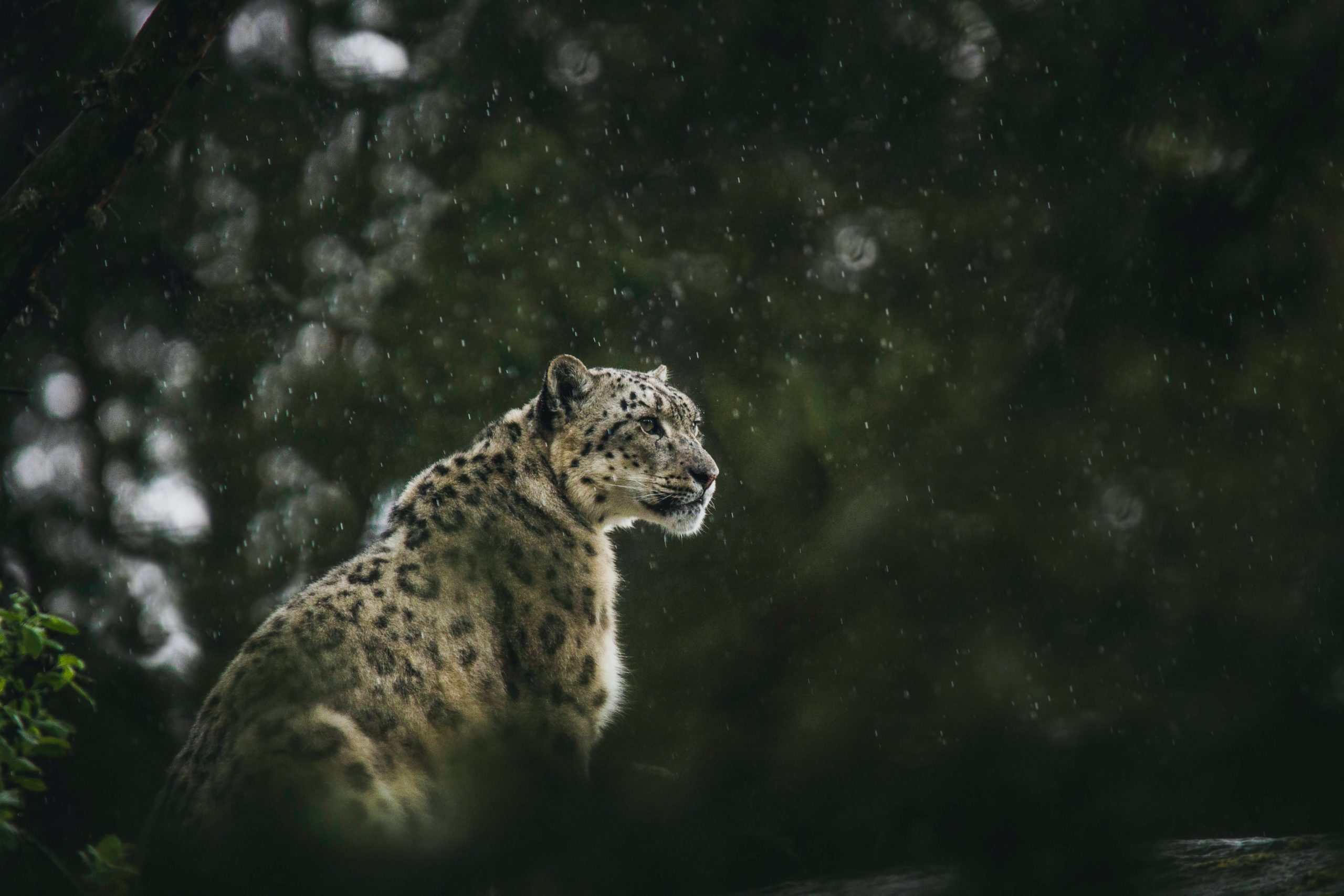 Snow Leopard Wildlife Journey - Elevated Trips