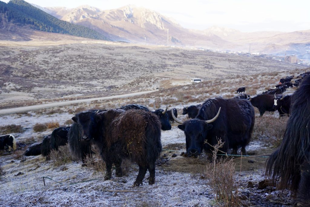 The Land of Yaks - Elevated Trips